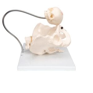 Birth demonstration Model - Surgical Shoppe