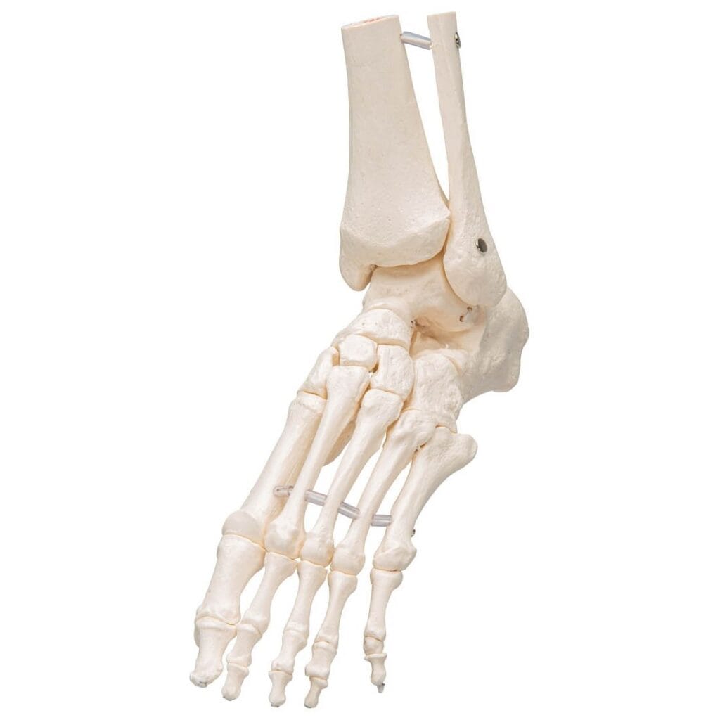 Disarticulated Human Skeleton (Bilateral) (200 bones) - Surgical Shoppe