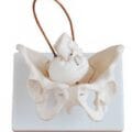 Birth demonstration Model - Surgical Shoppe