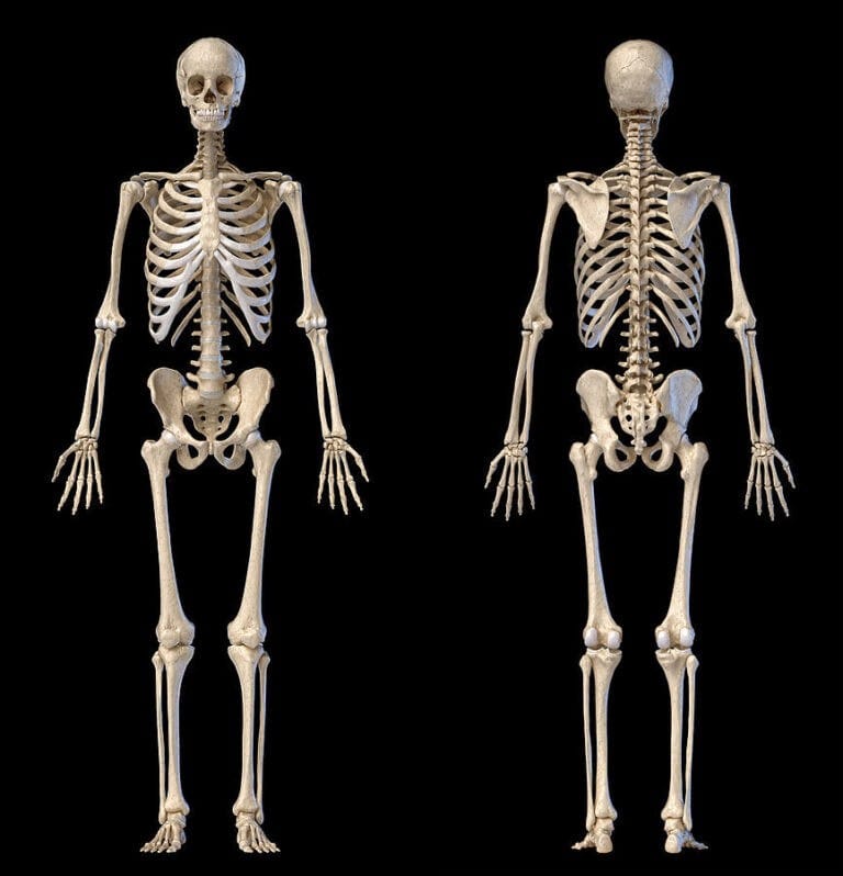 Human Skeleton Life- size (Tall-180cms) - Surgical Shoppe